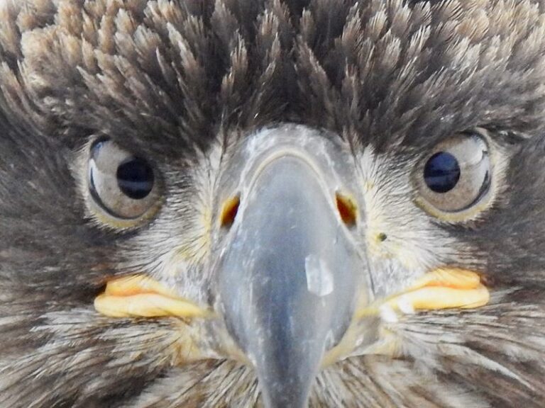 Tribal Services - Ninilchik Traditional Council